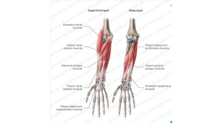 Anatomy of hand with blood supply and nerves supplying the forearm and ...