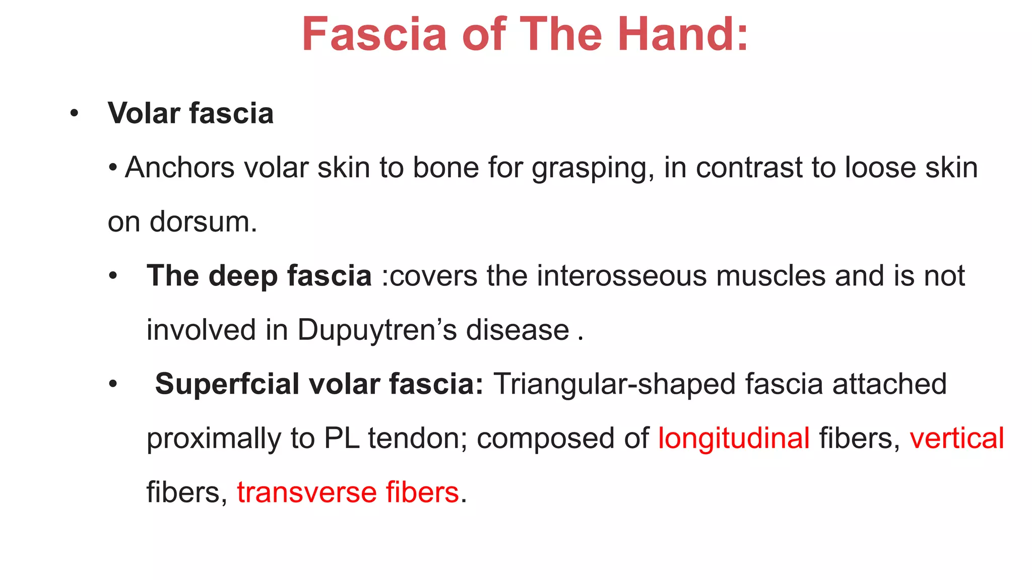 Hand anatomy 1 | PDF