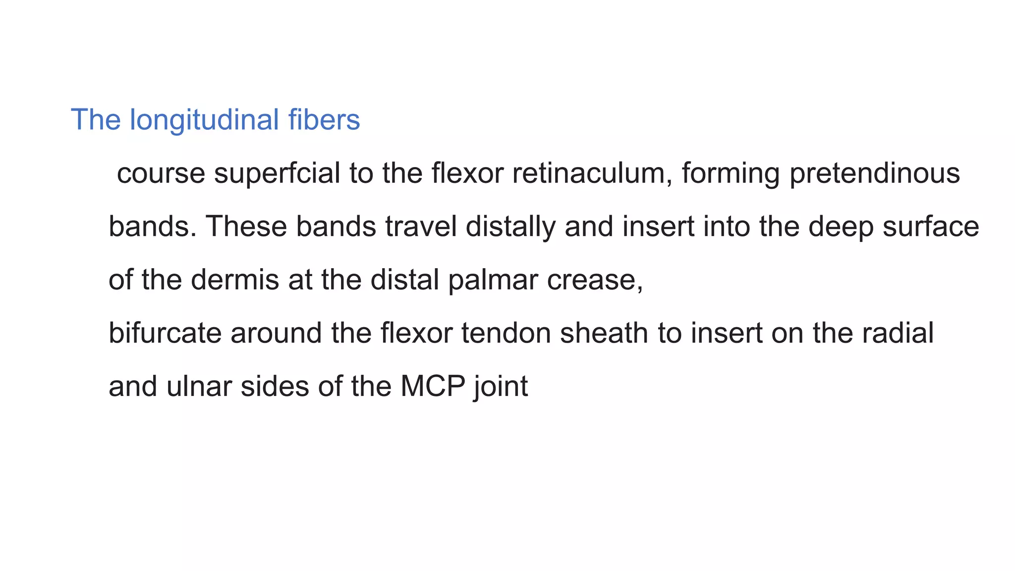 Hand anatomy 1 | PDF