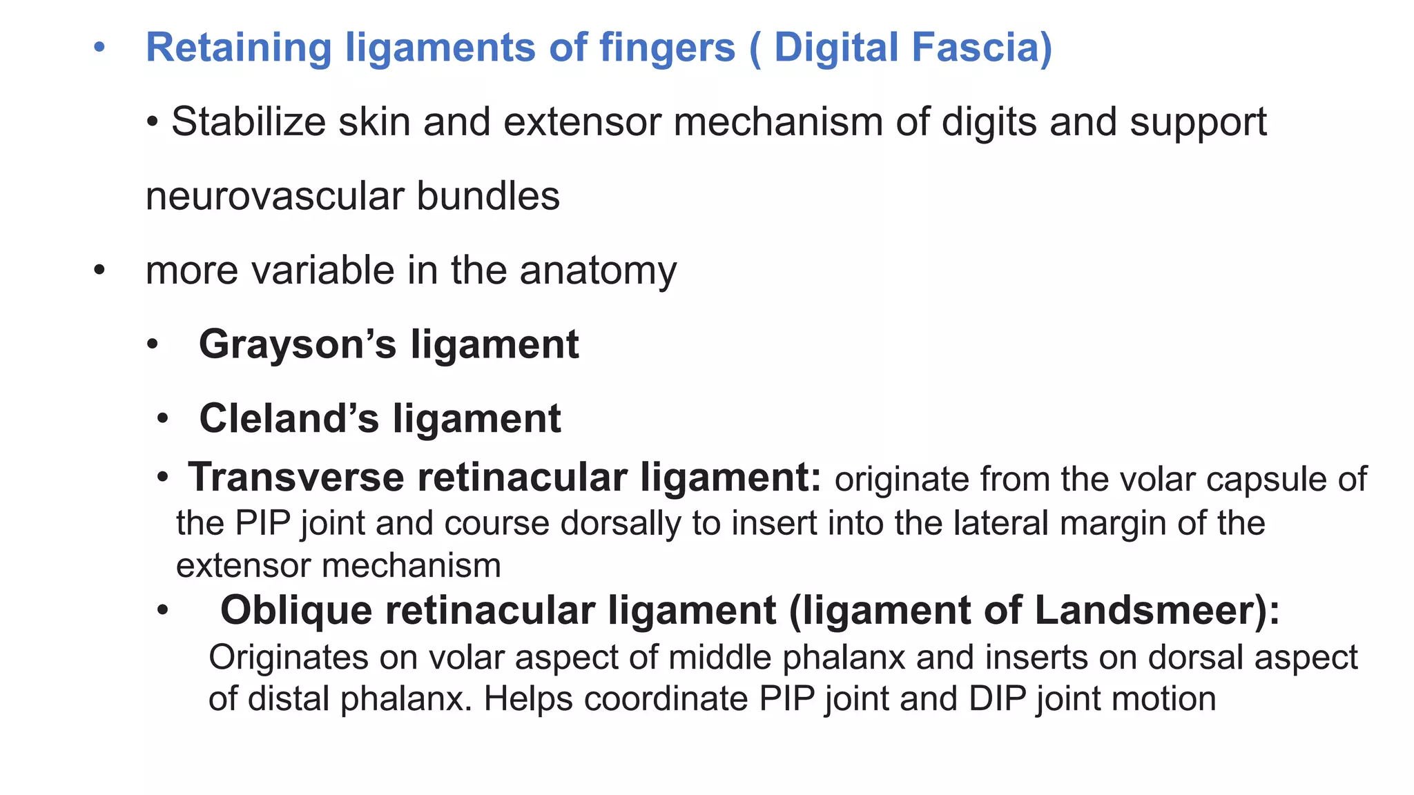 Hand anatomy 1 | PDF