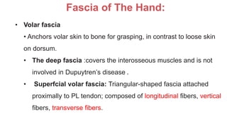 Hand anatomy 1 | PDF