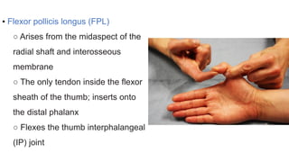 Hand anatomy 1 | PDF