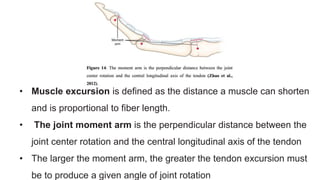 Hand anatomy 1 | PDF
