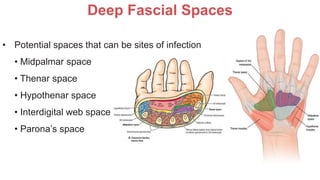 Hand anatomy 1 | PPT
