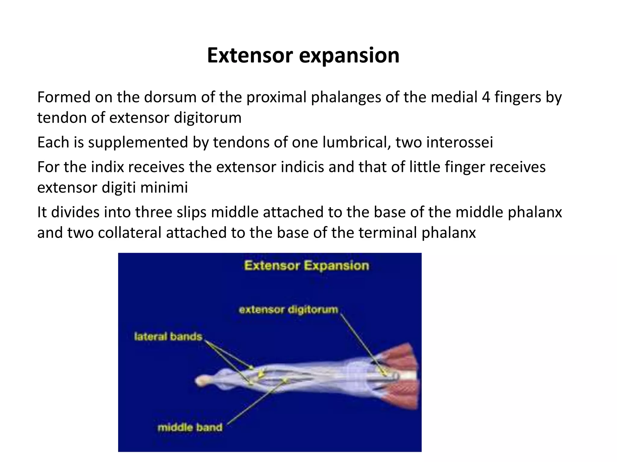 Hand anatomy 2017 new microsoft power point presentation | PPTX | Death ...