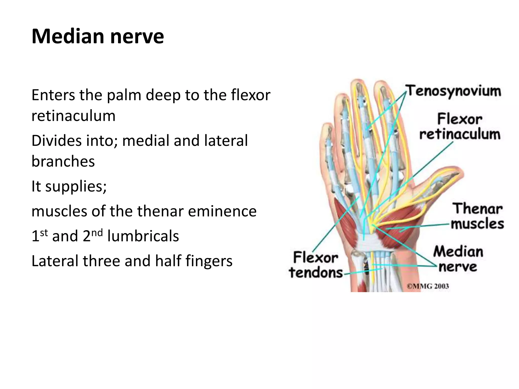 Hand anatomy 2017 new microsoft power point presentation | PPTX | Death ...