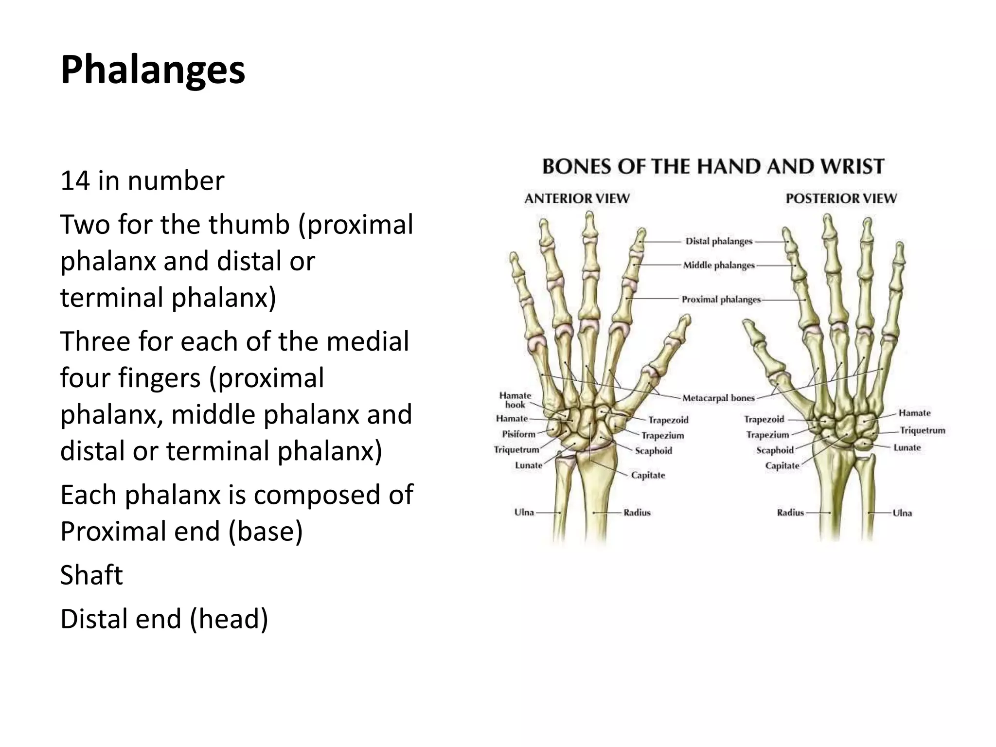 Hand anatomy 2017 new microsoft power point presentation | PPTX | Death ...