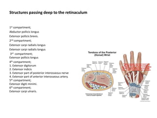 Hand anatomy 2017 new microsoft power point presentation | PPTX | Death ...