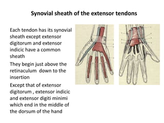 Hand anatomy 2017 new microsoft power point presentation | PPTX