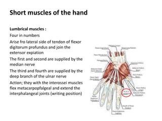 Hand anatomy 2017 new microsoft power point presentation | PPTX