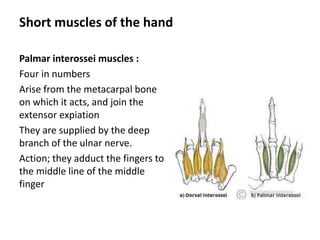 Hand anatomy 2017 new microsoft power point presentation | PPTX