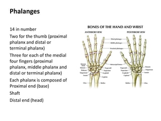 Hand anatomy 2017 new microsoft power point presentation | PPTX | Death ...