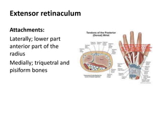 Hand anatomy 2017 new microsoft power point presentation | PPTX