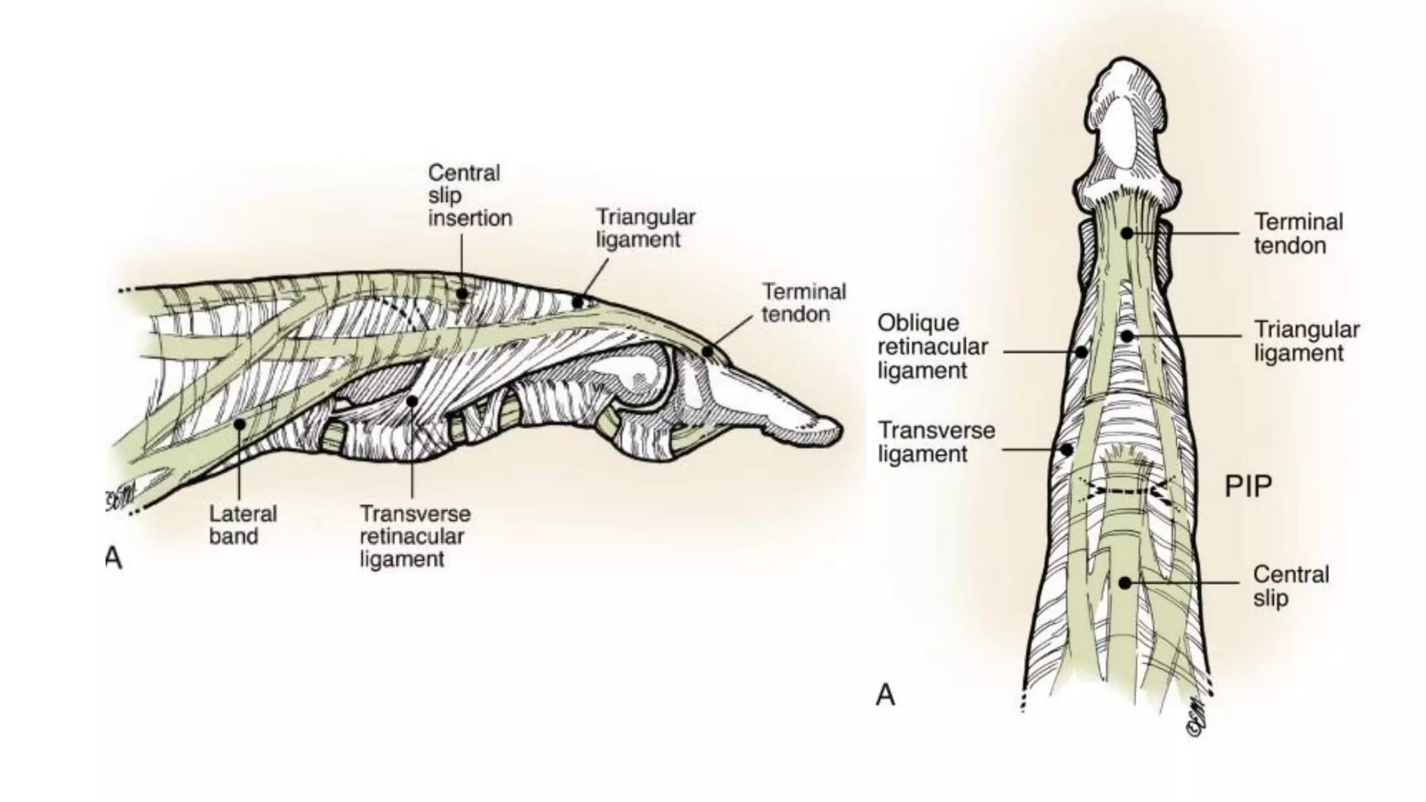 Hand anatomy 2 | PPT