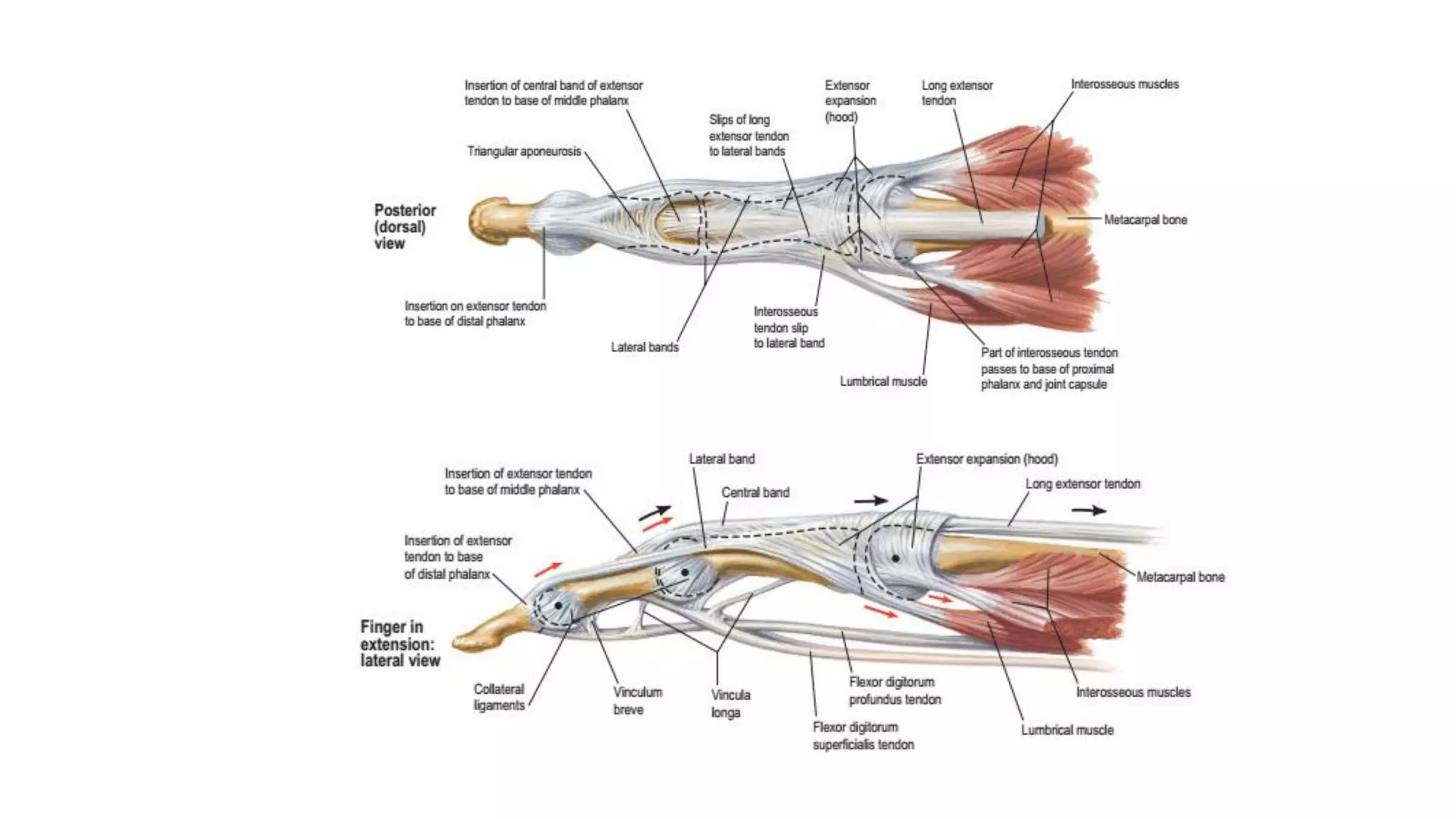 Hand anatomy 2 | PPT