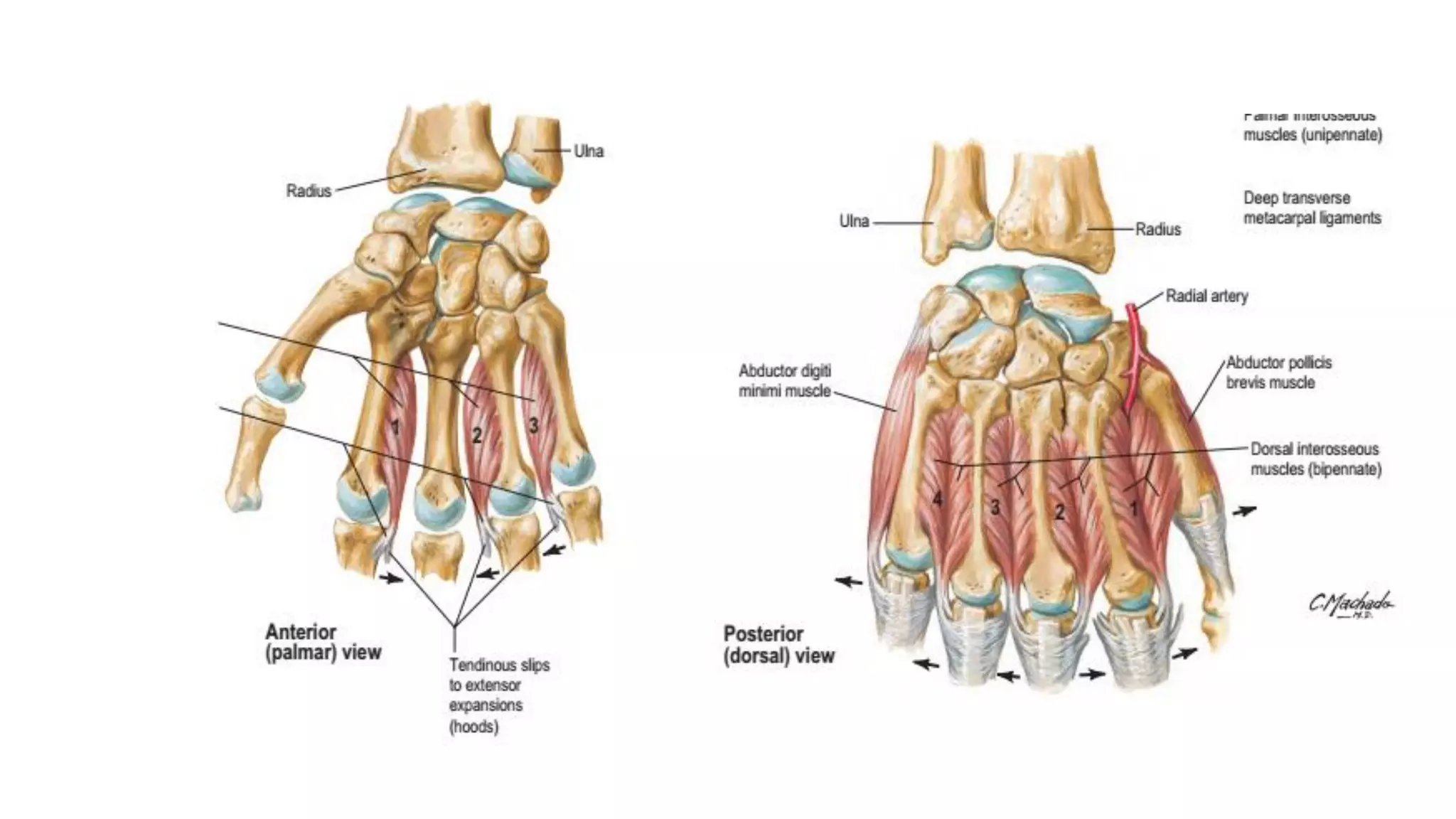 Hand anatomy 2 | PPT