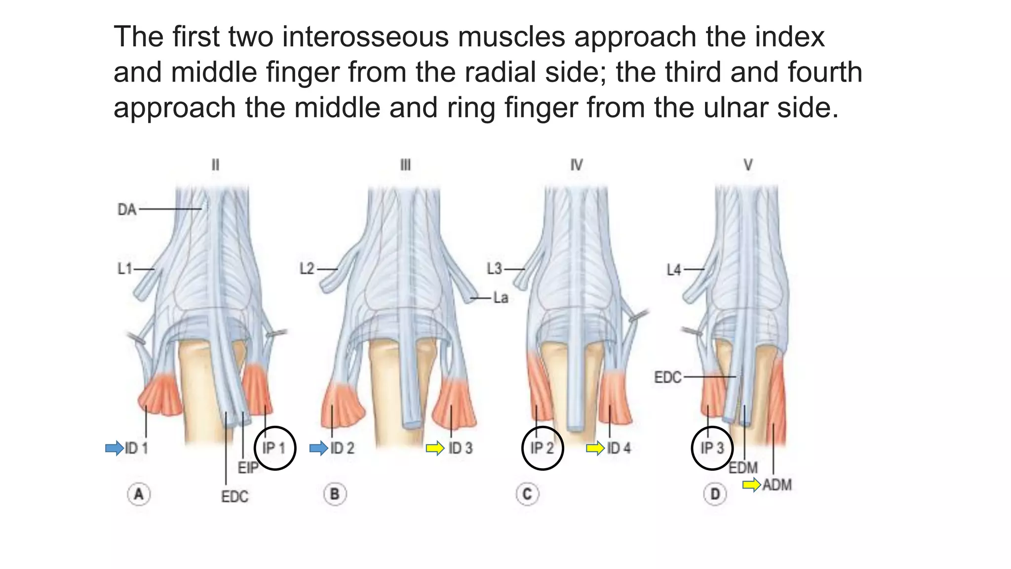 Hand anatomy 2 | PPT