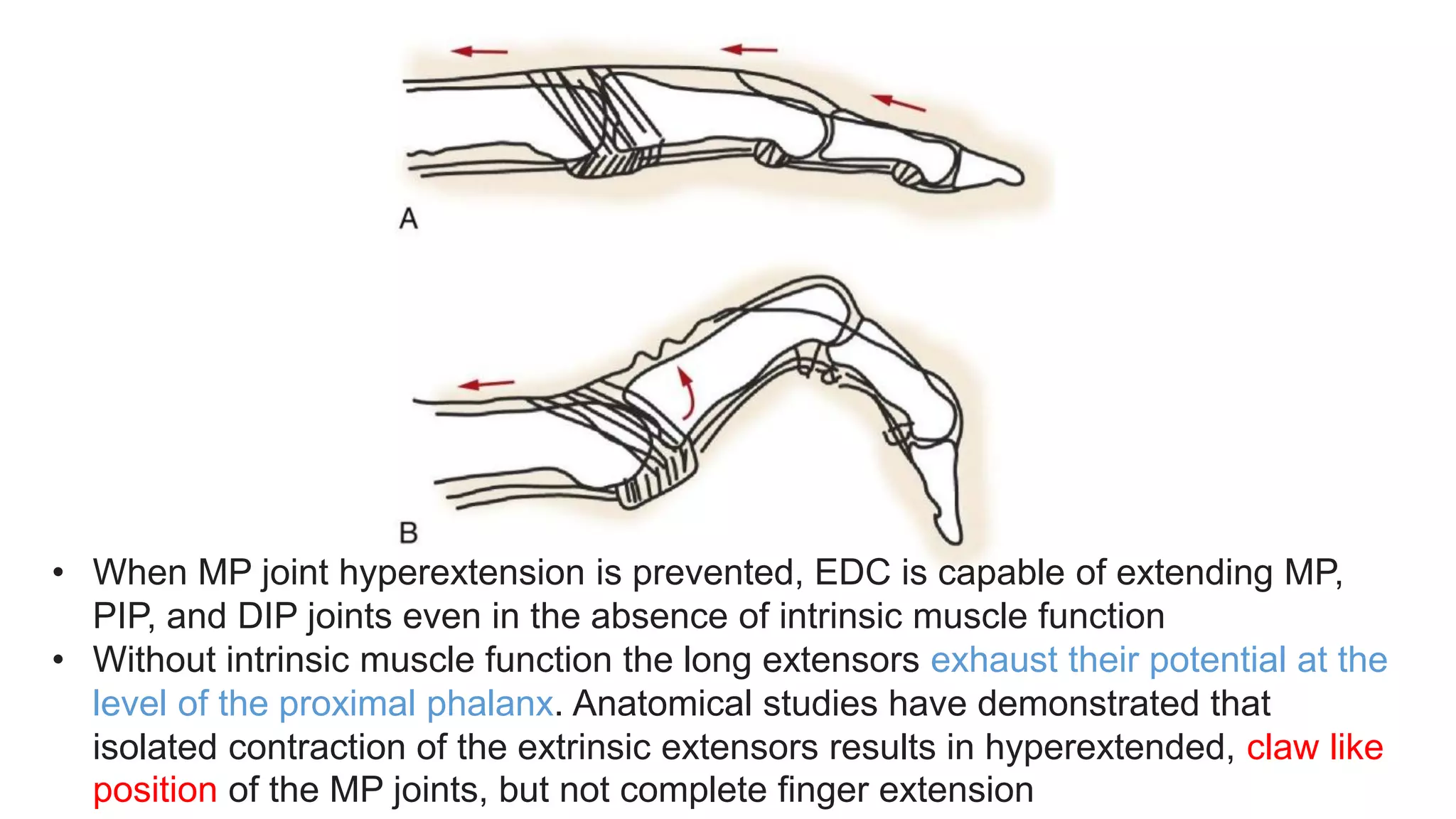 Hand anatomy 2 | PPT