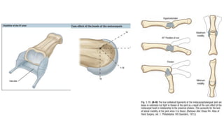 Hand anatomy 2 | PDF