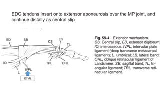 Hand anatomy 2 | PDF