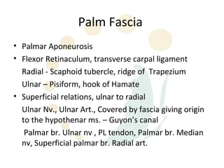 Hand anatom yw | PPT