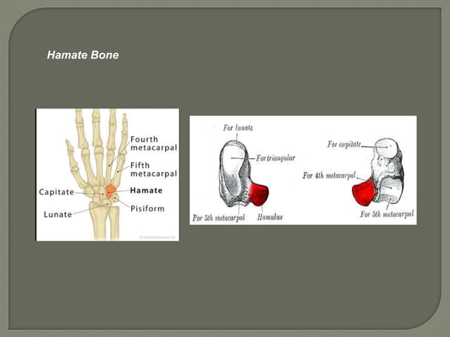 Hand and fore arm radiology truma girish gunar | PPT