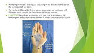 Hand and wrist joint | PPT
