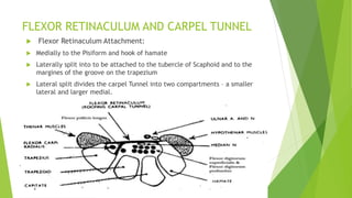 Hand and wrist joint | PPTX