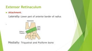 Hand and wrist joint | PPTX