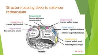 Hand and wrist joint | PPTX