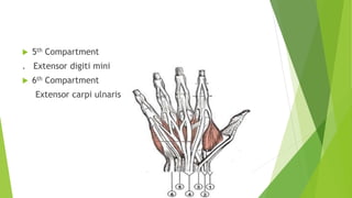 Hand and wrist joint | PPTX