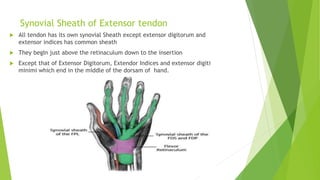 Hand and wrist joint | PPTX