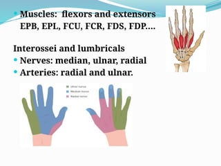 HAND assessment physiotherapy........... | PPT
