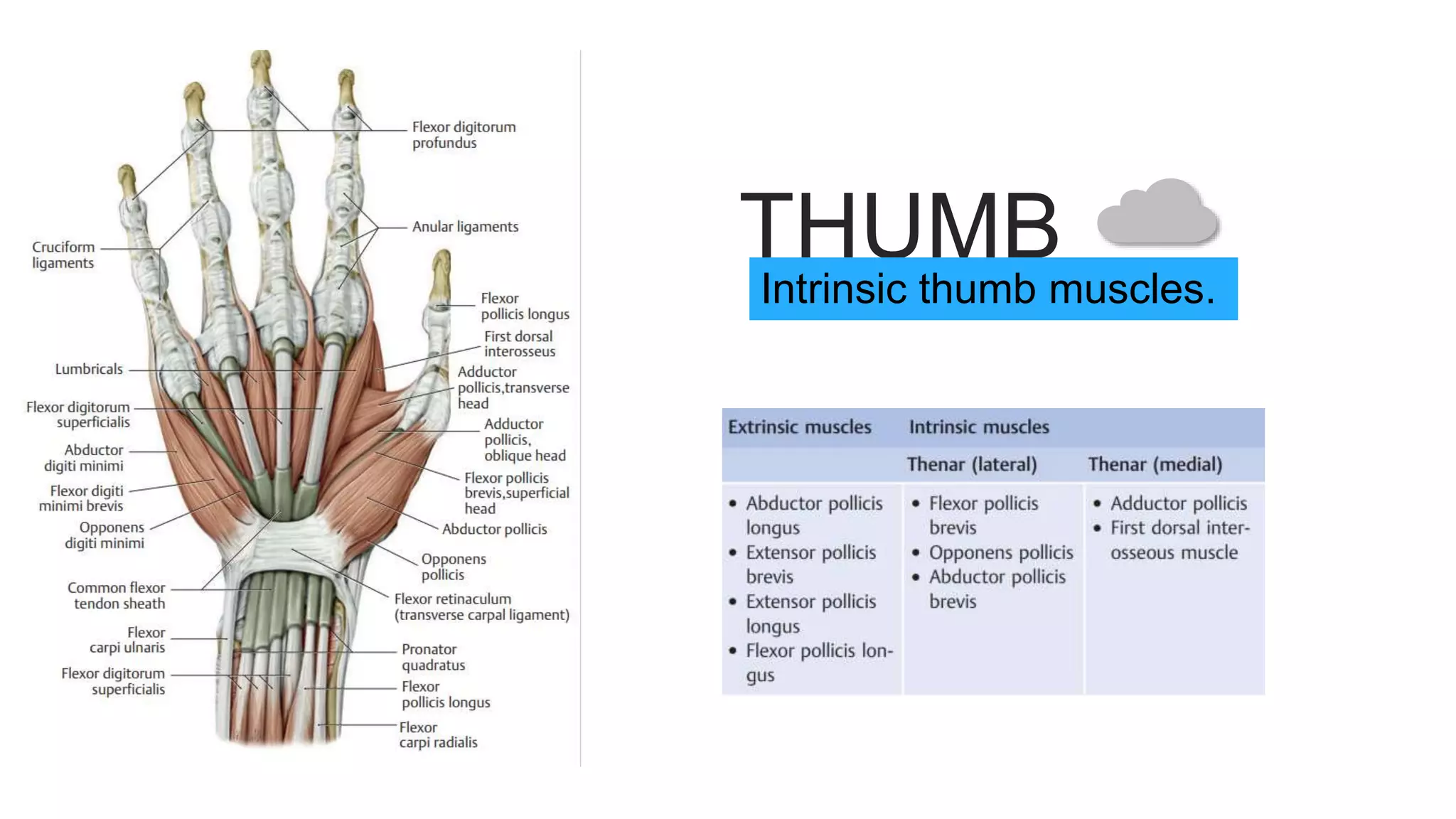 Hand anatomy and biomechanics wrist examination.pptx