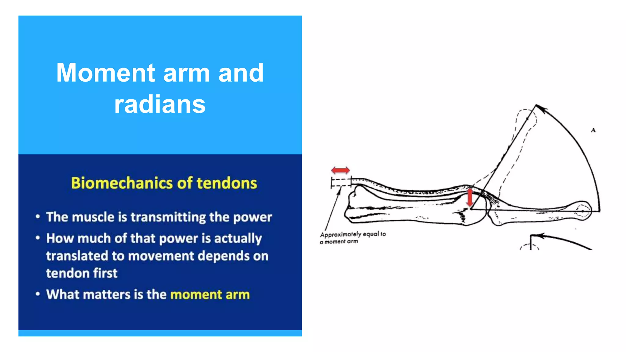 Hand anatomy and biomechanics wrist examination.pptx