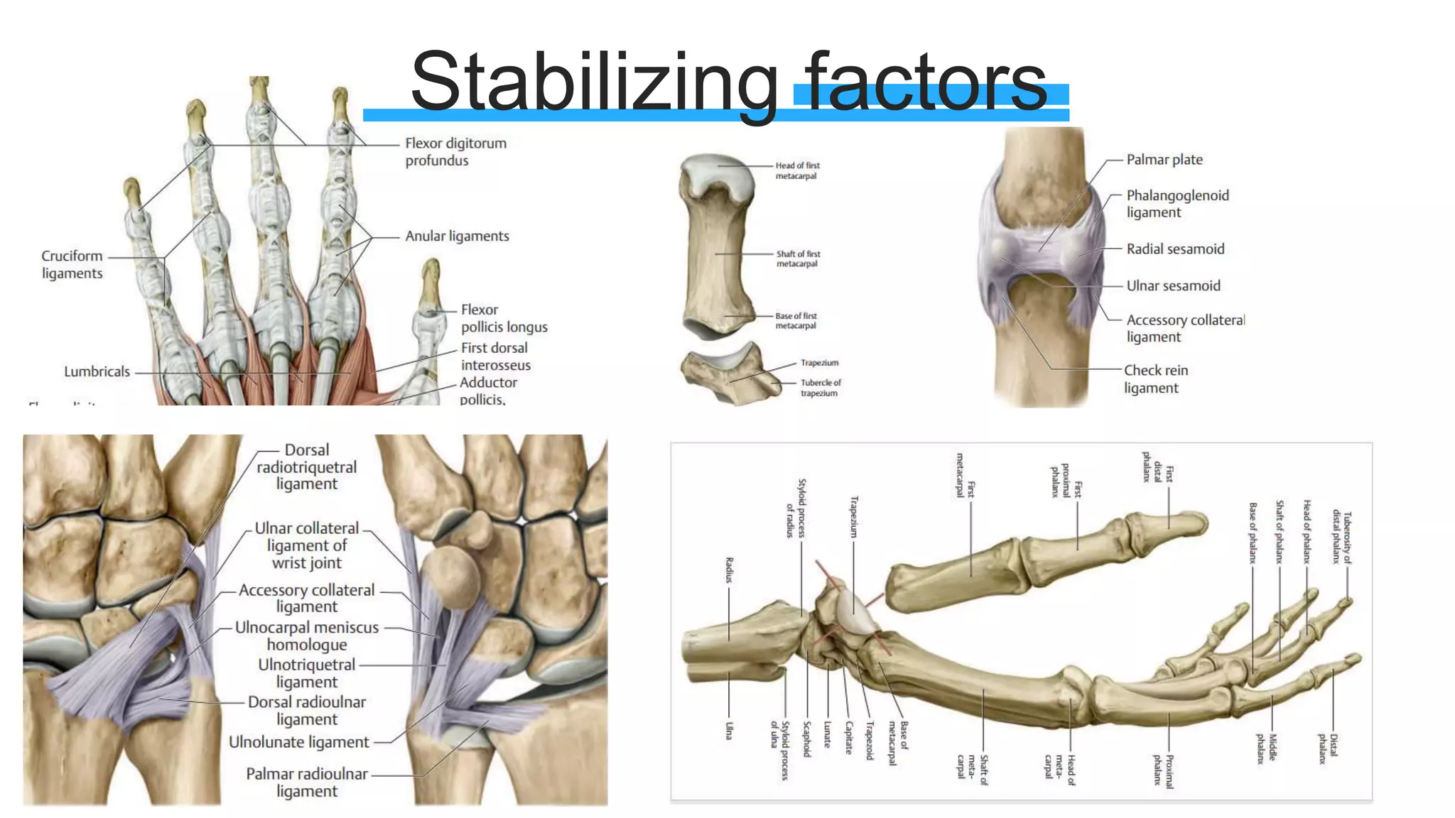 Hand anatomy and biomechanics wrist examination.pptx