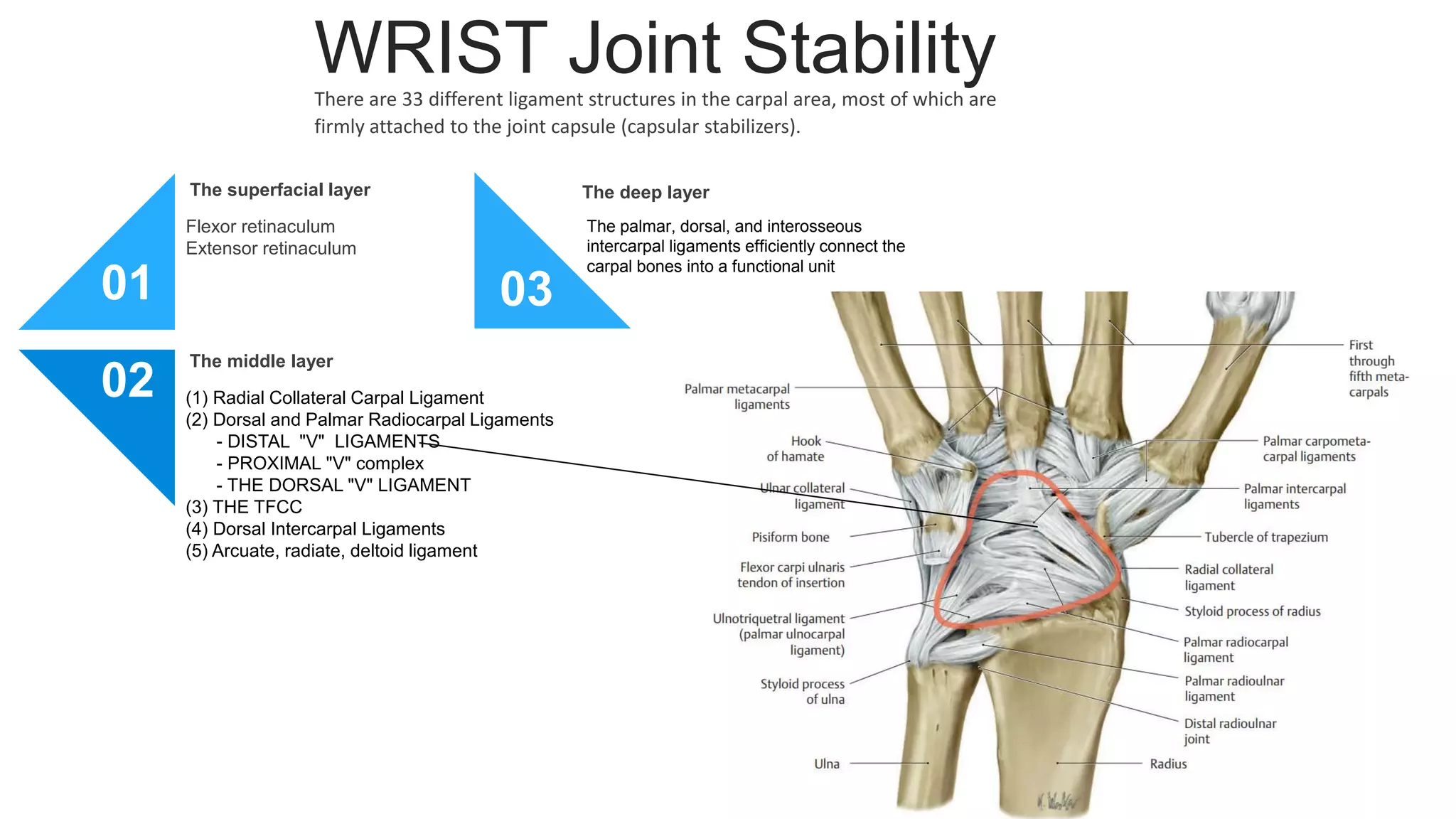 Hand anatomy and biomechanics wrist examination.pptx