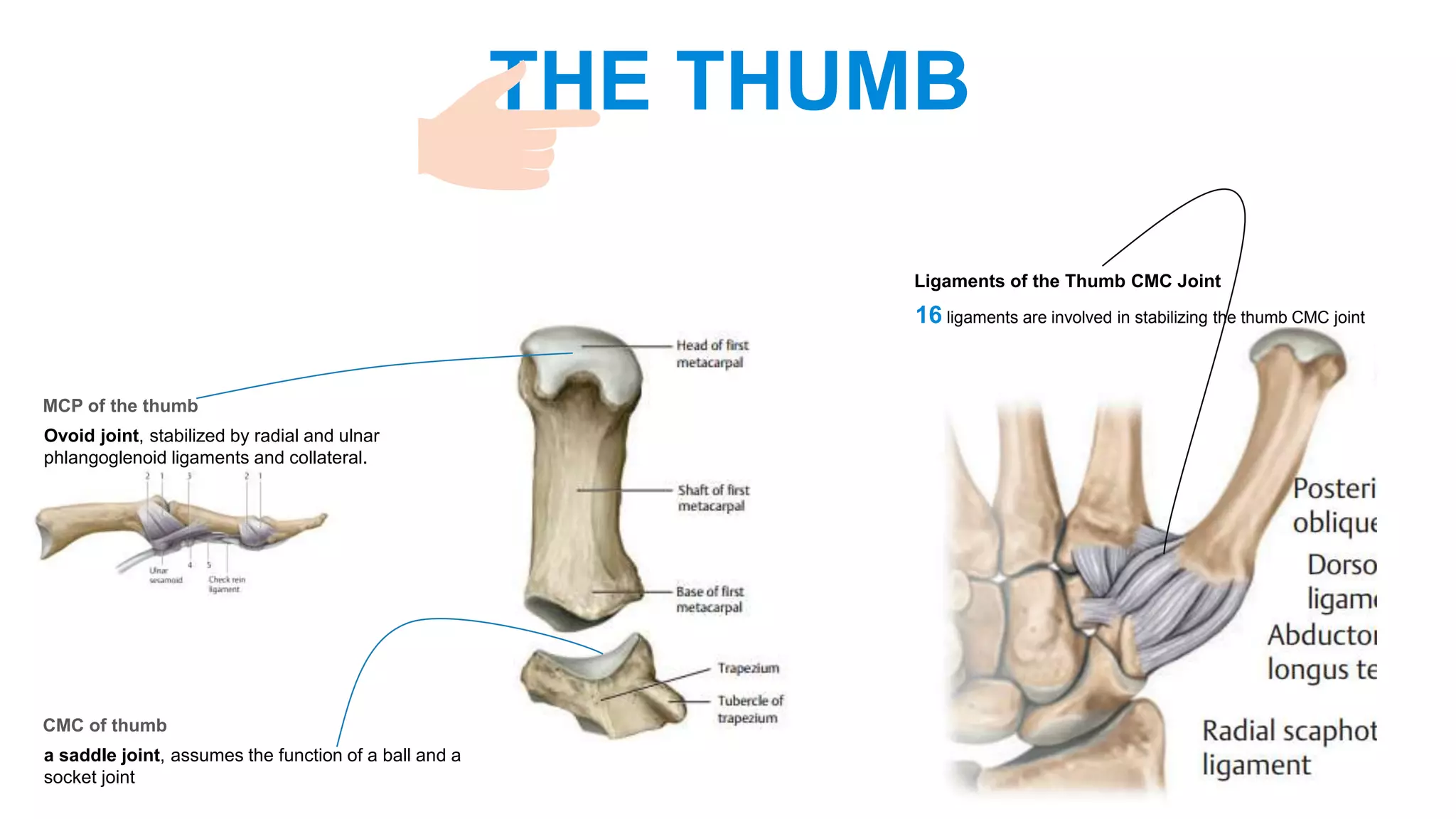 Hand anatomy and biomechanics wrist examination.pptx