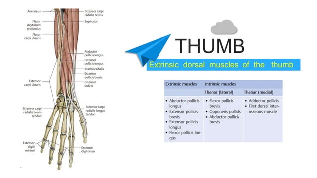 Hand anatomy and biomechanics wrist examination.pptx