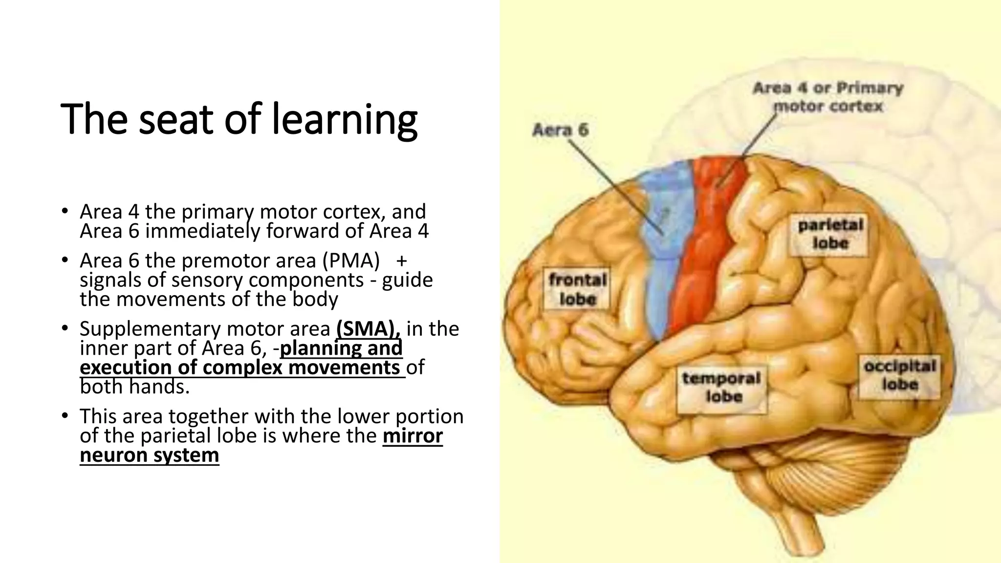 Hand biomechanics and basic functions | PPTX