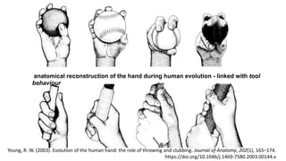 Hand biomechanics and basic functions | PPTX