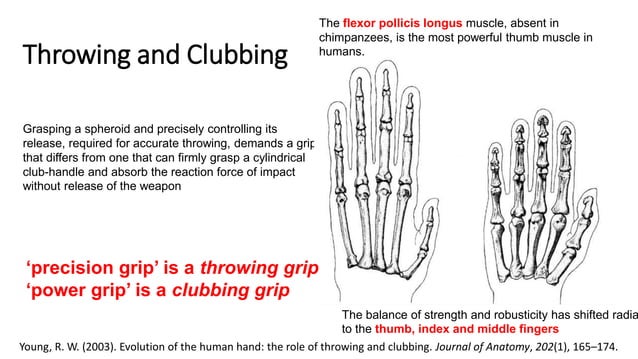 Hand biomechanics and basic functions | PPTX
