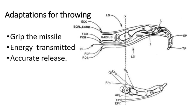 Hand biomechanics and basic functions | PPTX