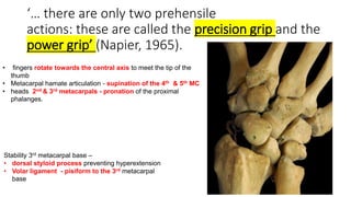 Hand biomechanics and basic functions | PPTX