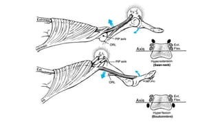 Hand biomechanics and basic functions | PPTX