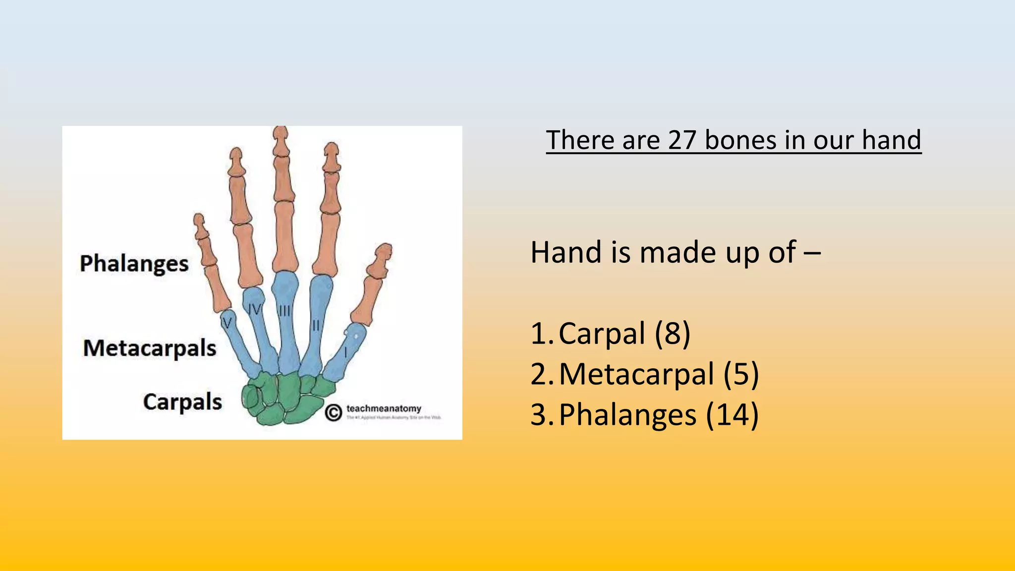 HAND BONES.pptx