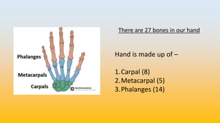 HAND BONES.pptx