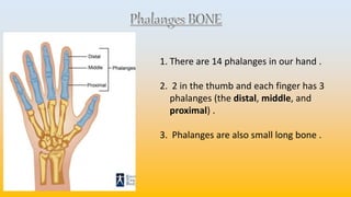 HAND BONES.pptx