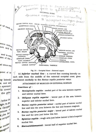 Hand Book of Osteology Poddar: well-structured guide to the human ...