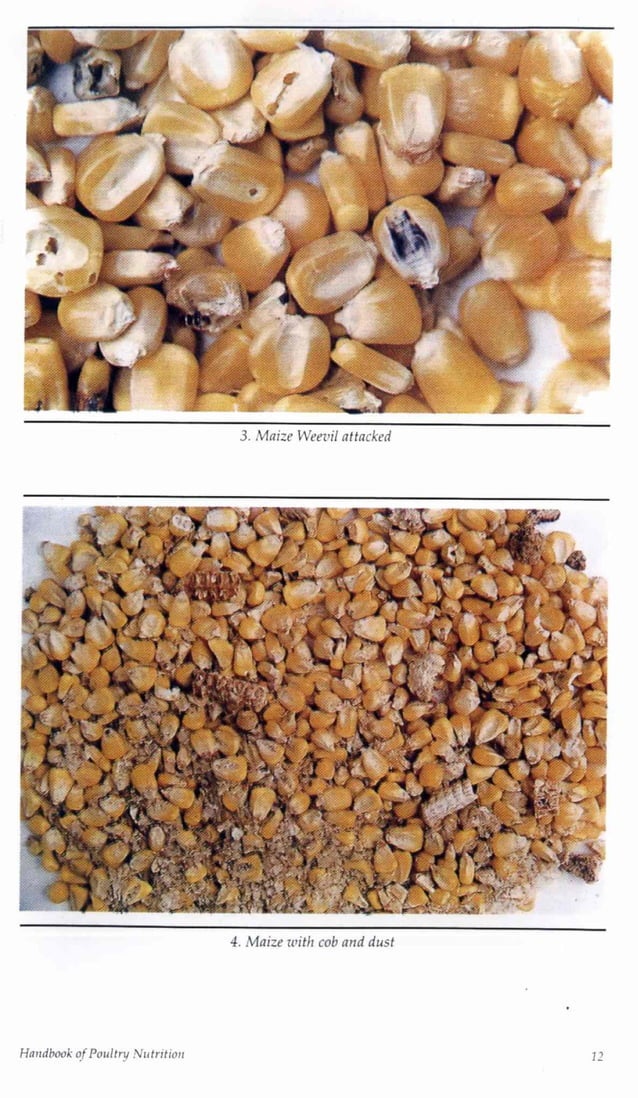 Handbook of poultry nutrition | PDF